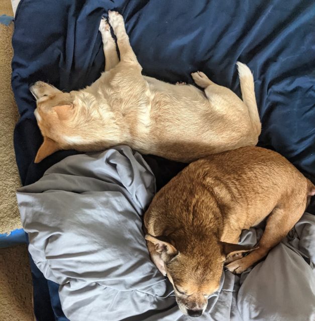 Elementor Page Three - Jolene Haley